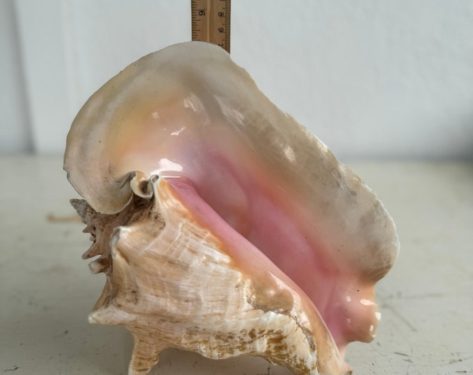 Huge Florida Conch Shell - Etsy
