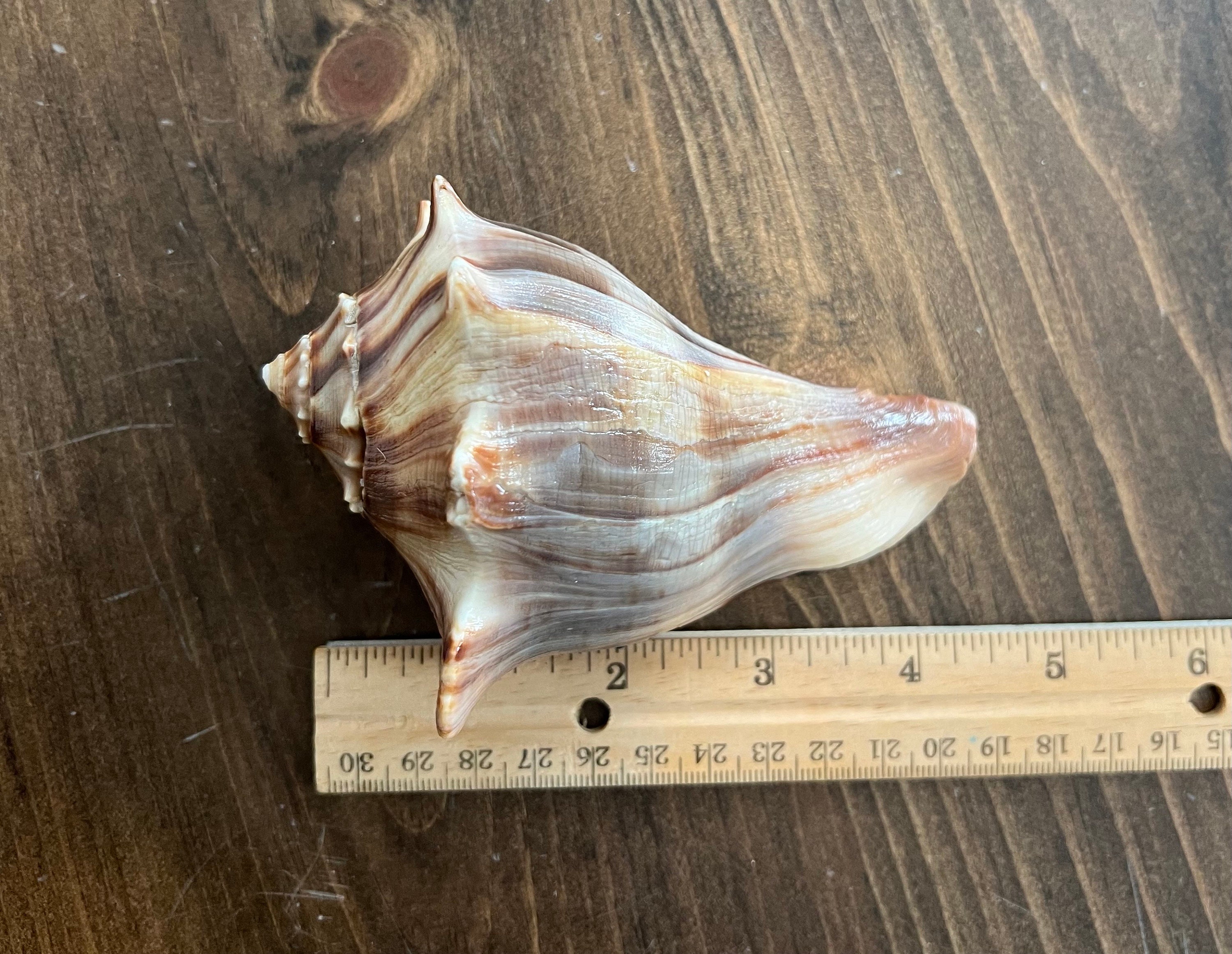 4.5 Whelk Shell - Etsy