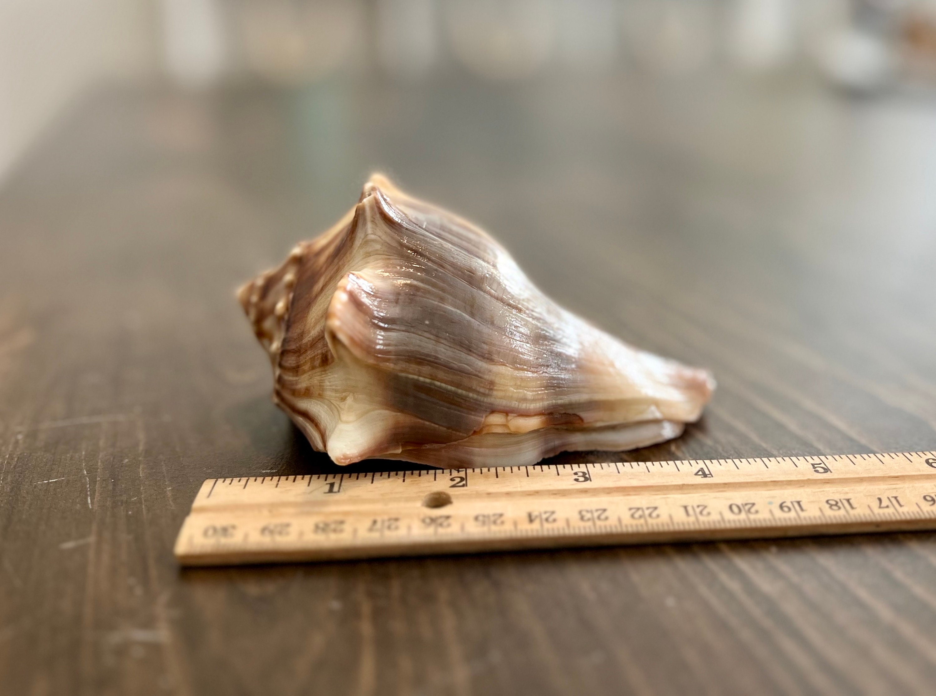 4.5 Whelk Shell - Etsy