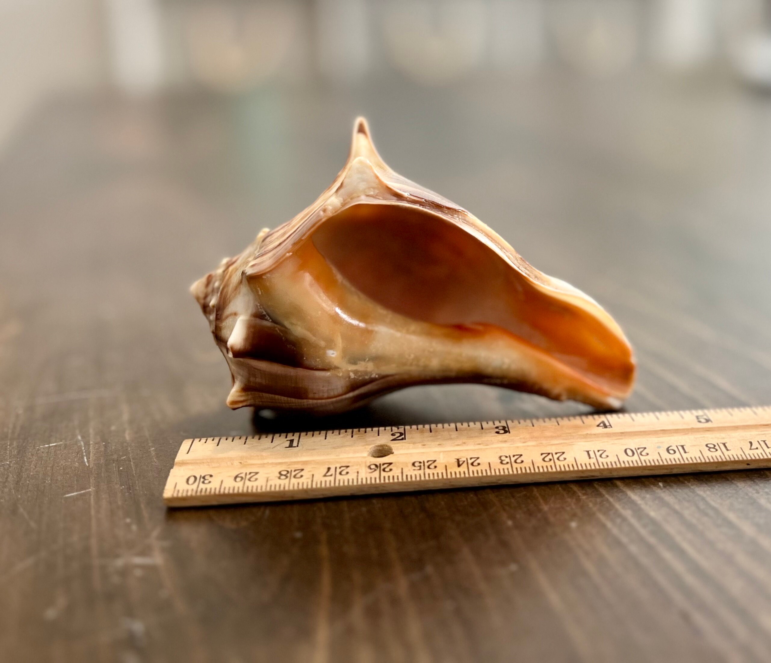4.5” Whelk Shell - Etsy