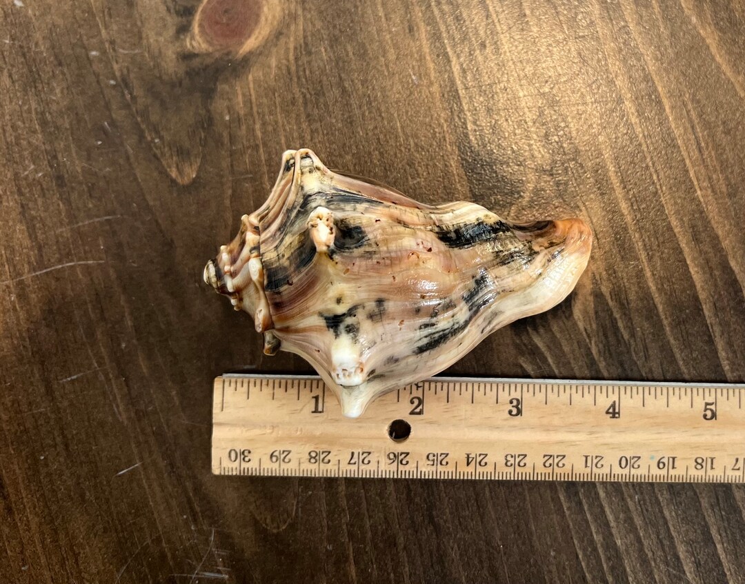 3.5” Whelk Shell - Etsy