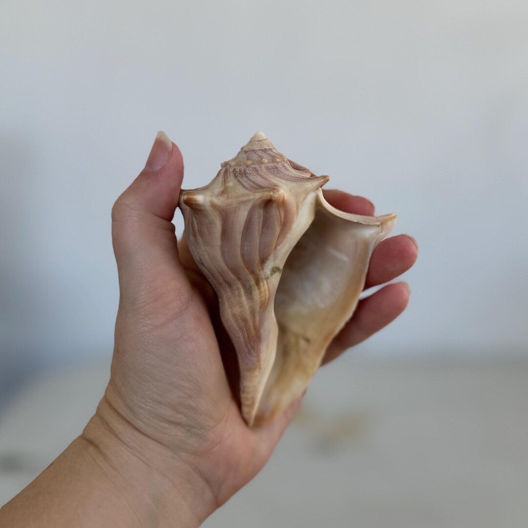 4” Whelk Shell - Etsy