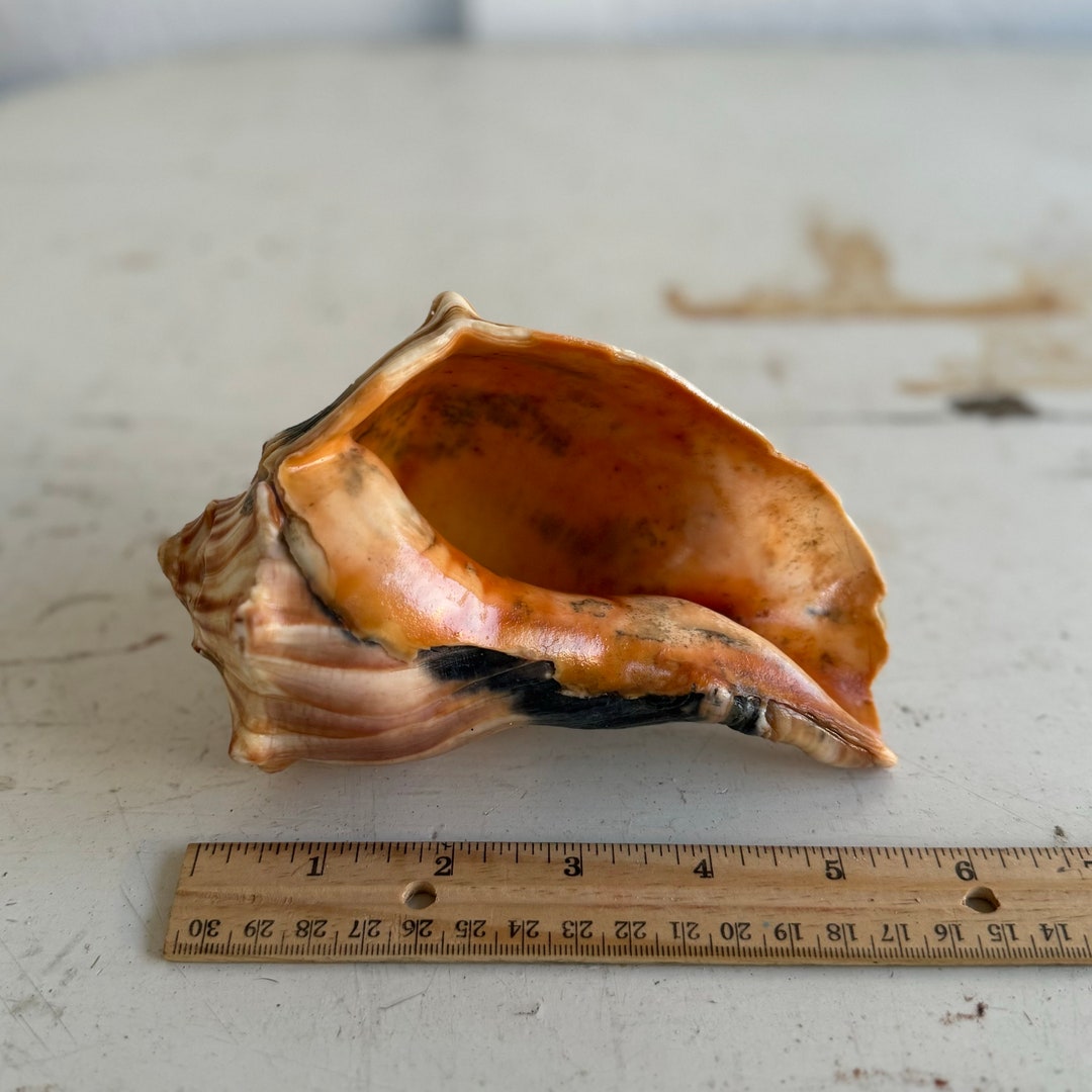 6 Whelk Shell - Etsy