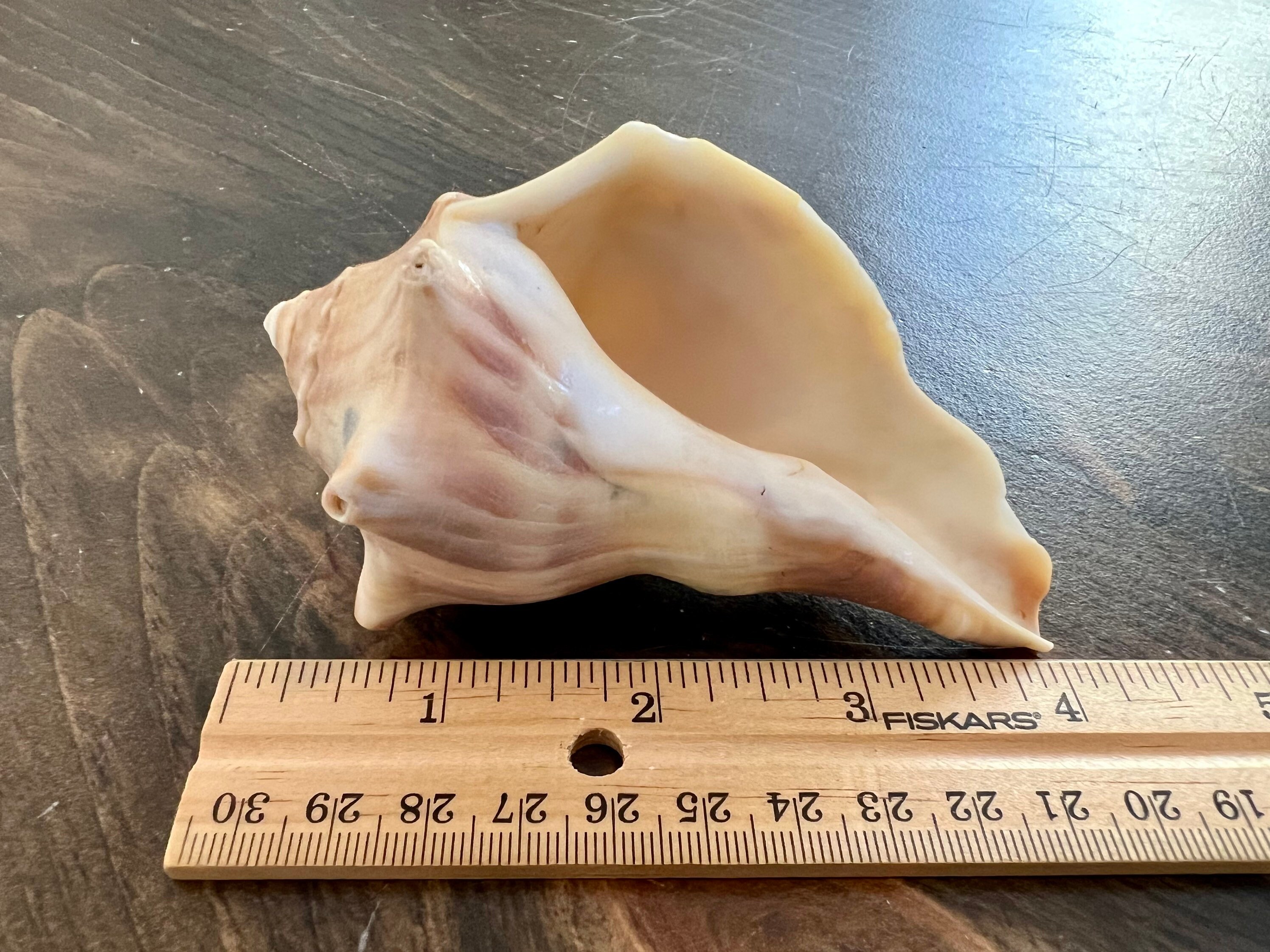4 Whelk Shell - Etsy