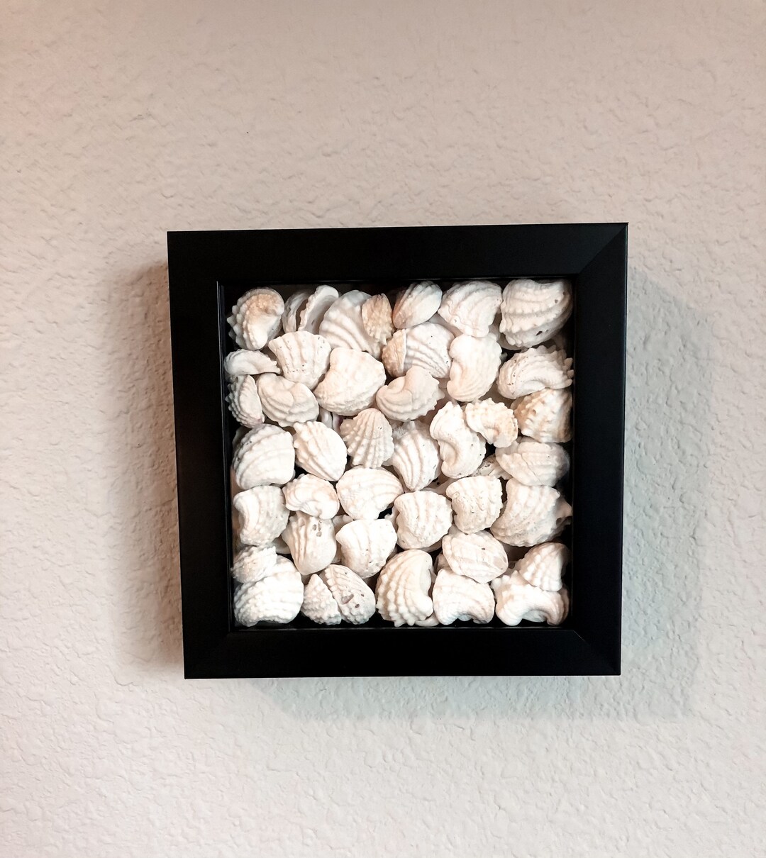 Jewel Box Seashells in a Wooden 6"x6" Shadow Box - Etsy