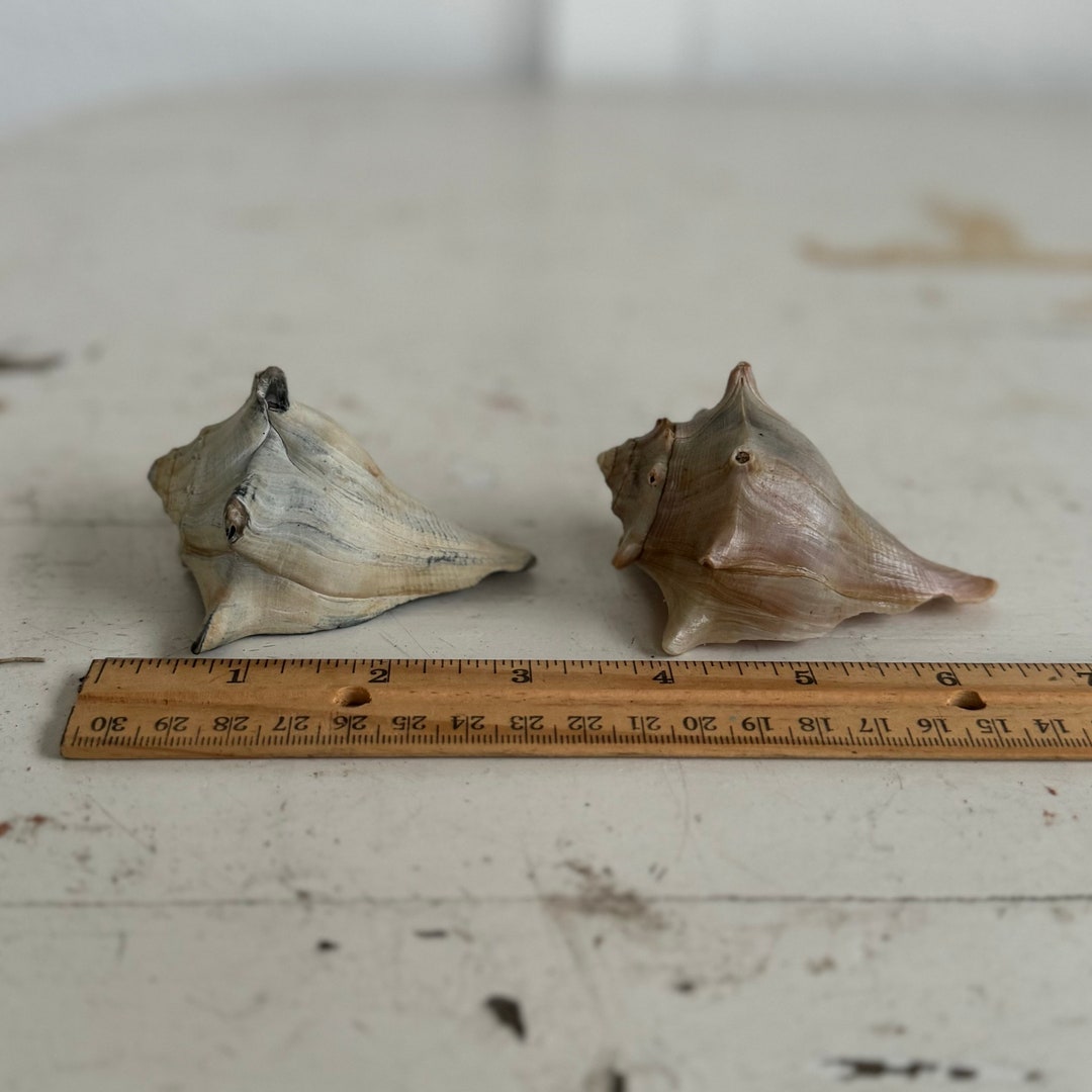 Two 3” Whelk Shells - Etsy