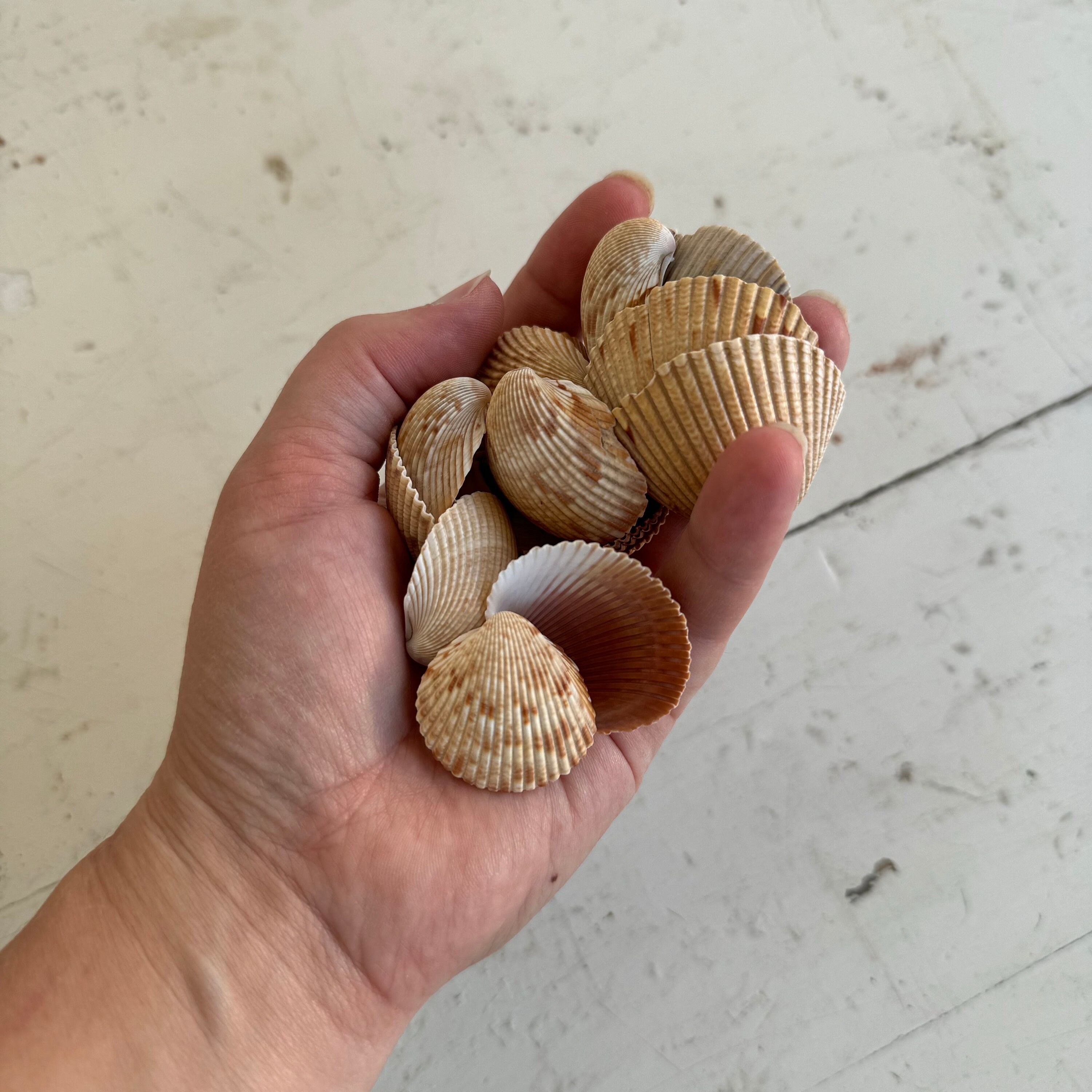 Atlantic Cockle Shells - Set of 6 - Etsy