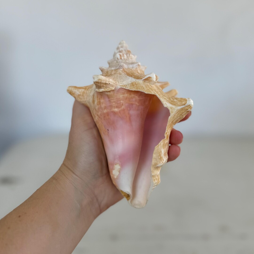 5.5” Juevenile Queen Conch Shell - Etsy