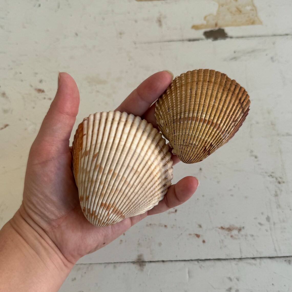 Atlantic Cockle Shells - Set of 6 - Etsy