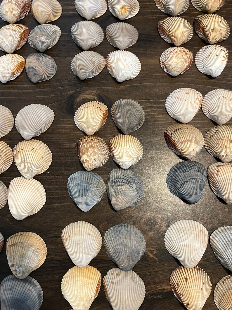 Atlantic Cockle Shells - Set of 6 - Etsy