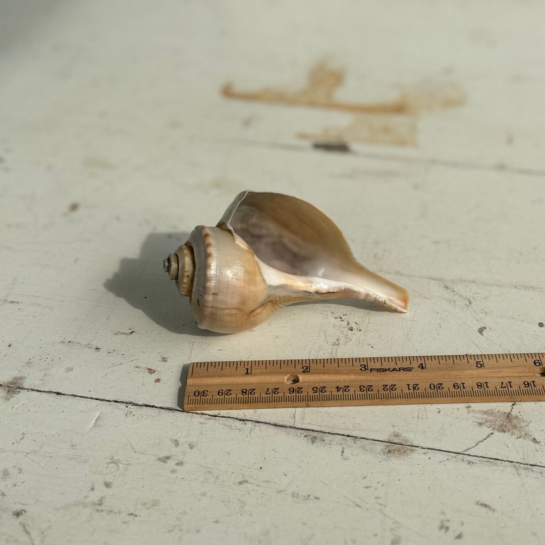 4.5” Channeled Whelk Shell - Etsy