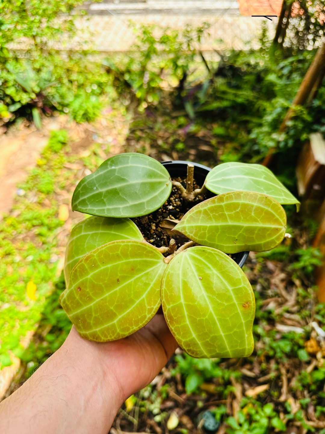 Hoya Latifolia Red/ Rare Latifolia NOID - Etsy