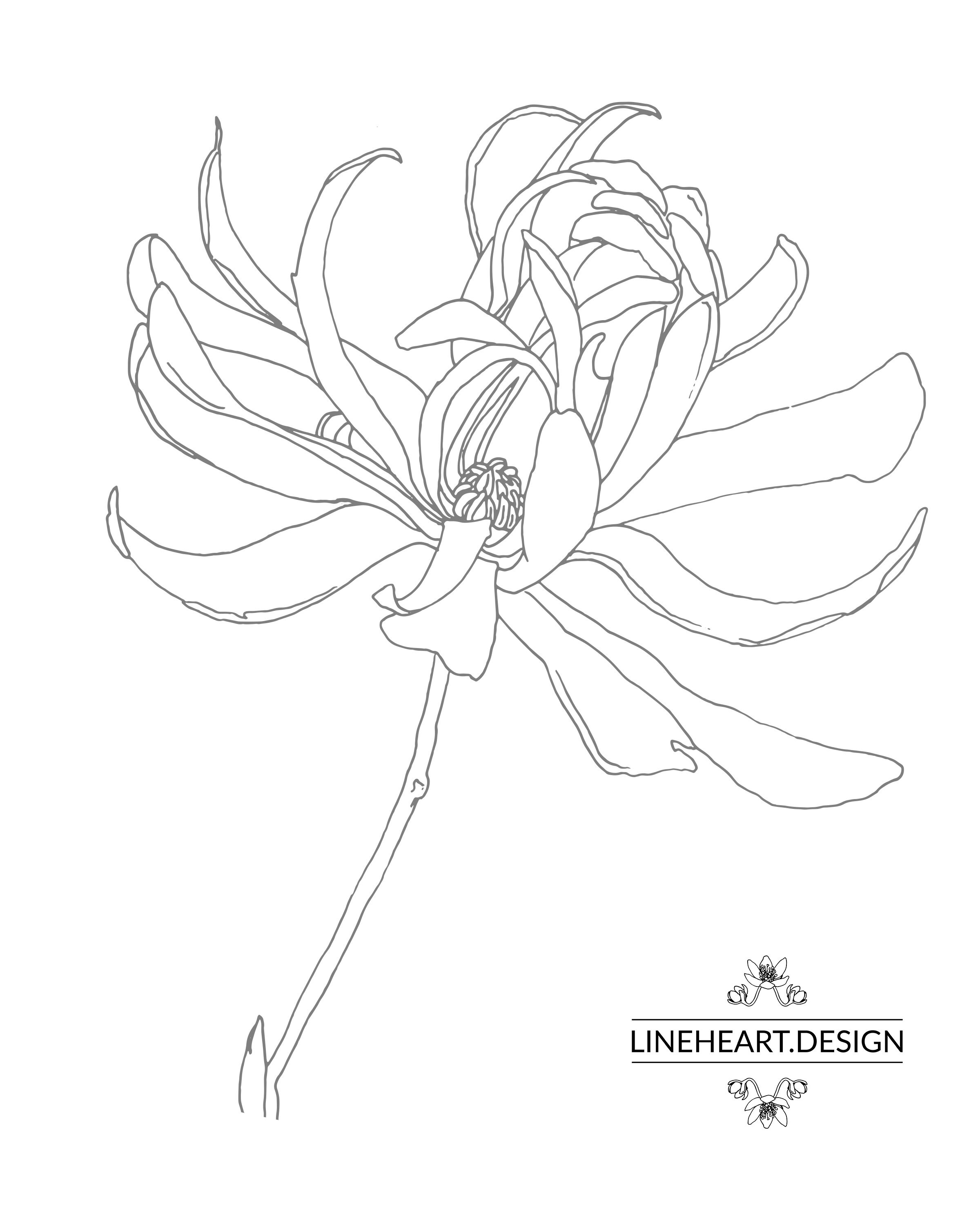 Botanical Tracing Sheets for Pen and Ink Line Art Practice and ...