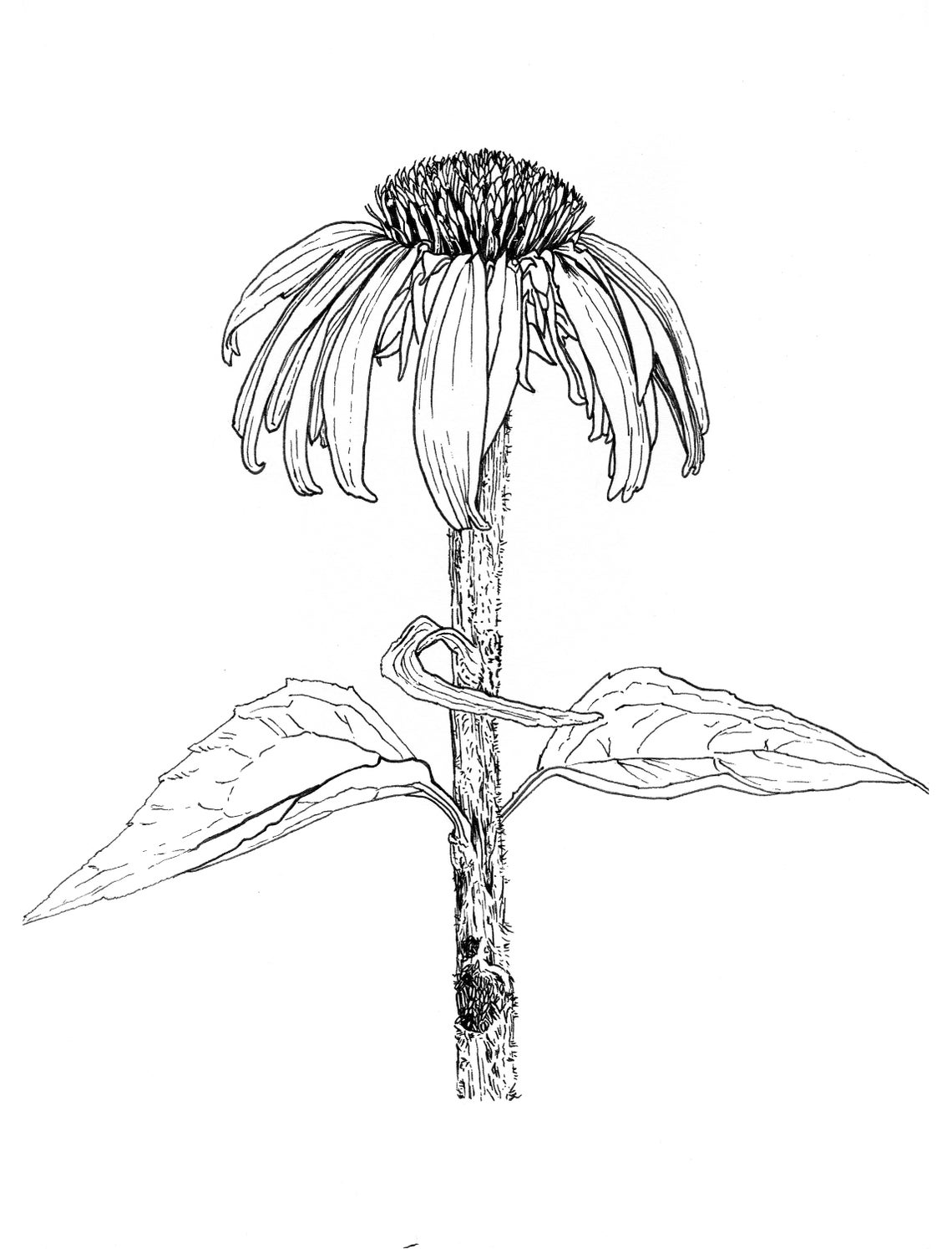 Coneflower original Artwork - Etsy