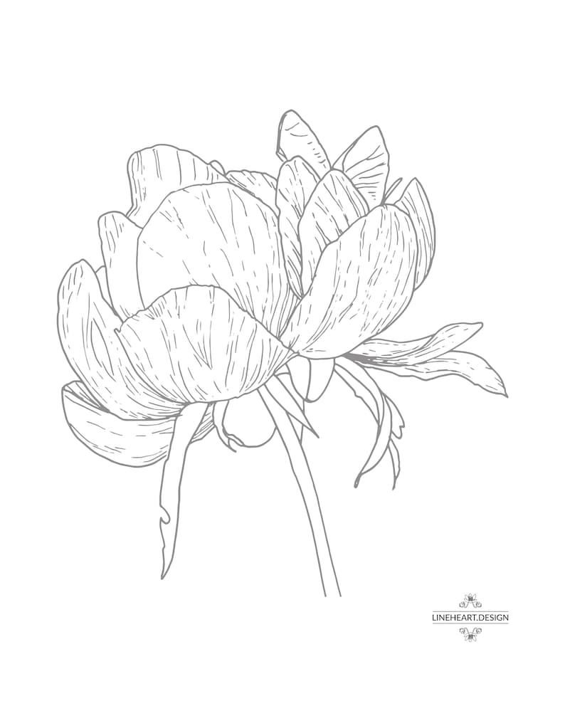 Botanical Tracing Sheets for Pen and Ink Line Art Practice and ...