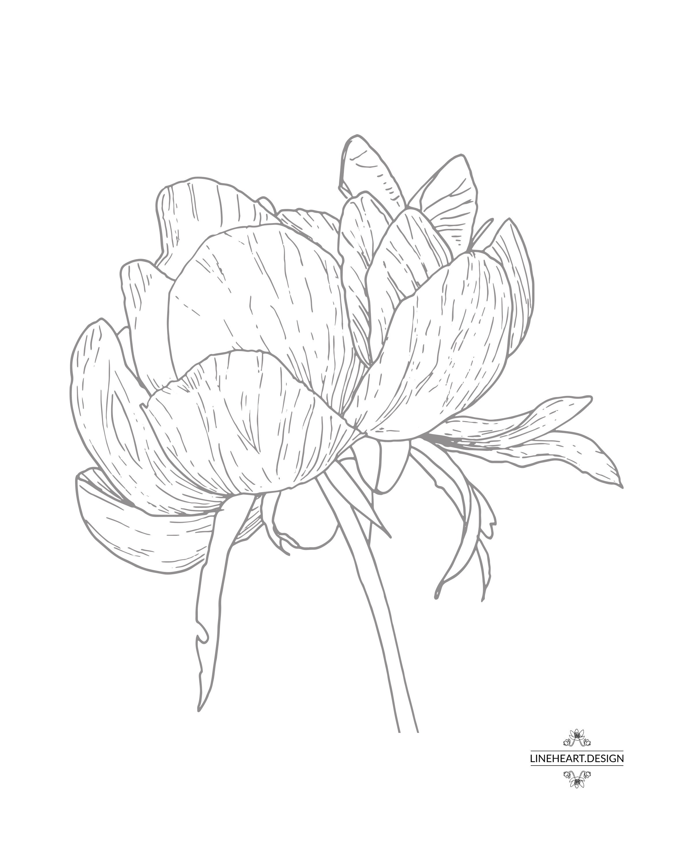 Botanical Tracing Sheets for Pen and Ink Line Art Practice and ...
