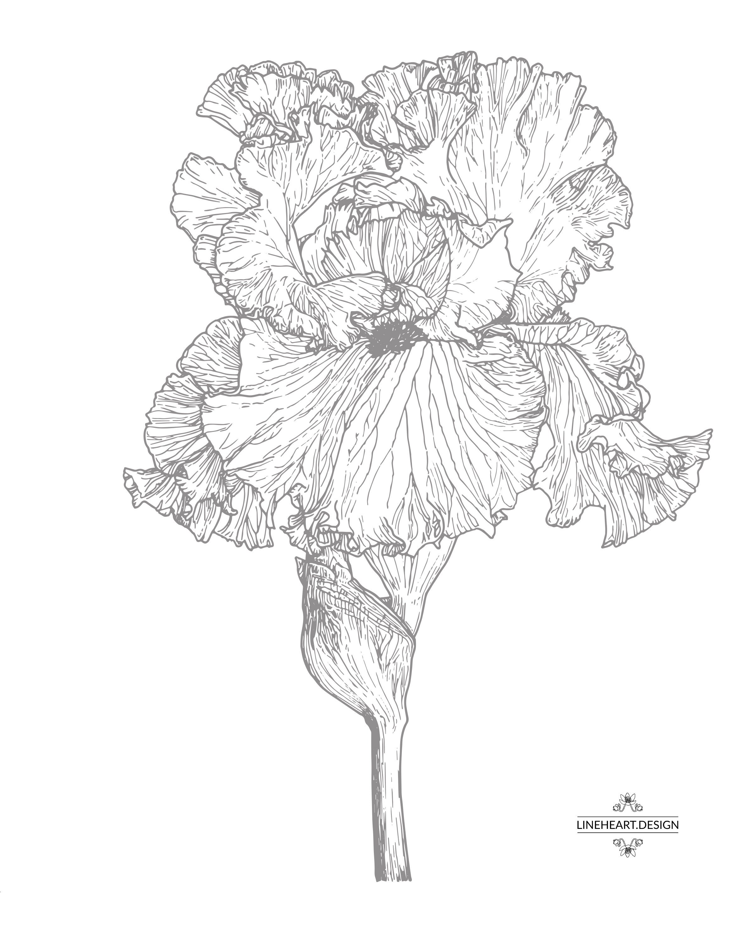 Botanical Tracing Sheets for Pen and Ink Line Art Practice and ...