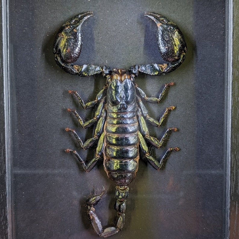 Vietnamese Forest Scorpion - REAL - 6"x8" - Etsy