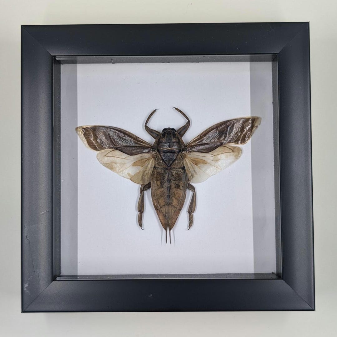 Giant Water Bug (lethocerus Indicus) - REAL - 7"x7" - Etsy