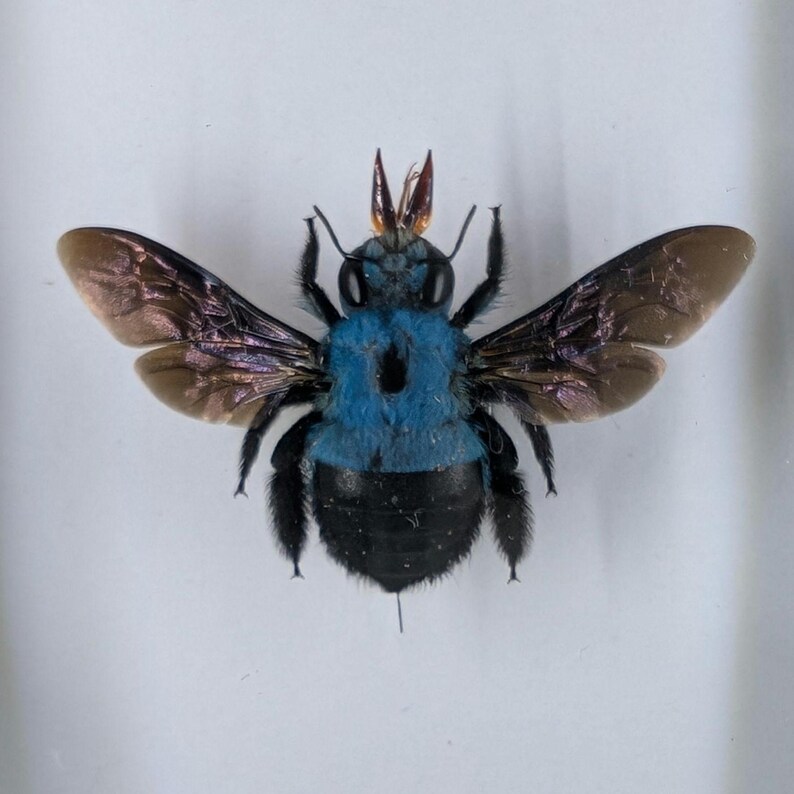 Blue Carpenter Bees Female Java REAL 6x8 - Etsy