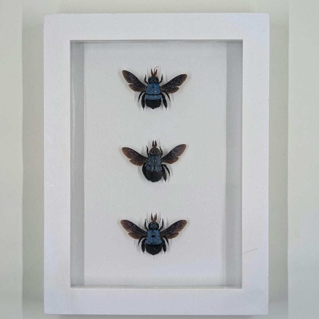 Blue Carpenter Bees Female Java REAL 6x8 - Etsy