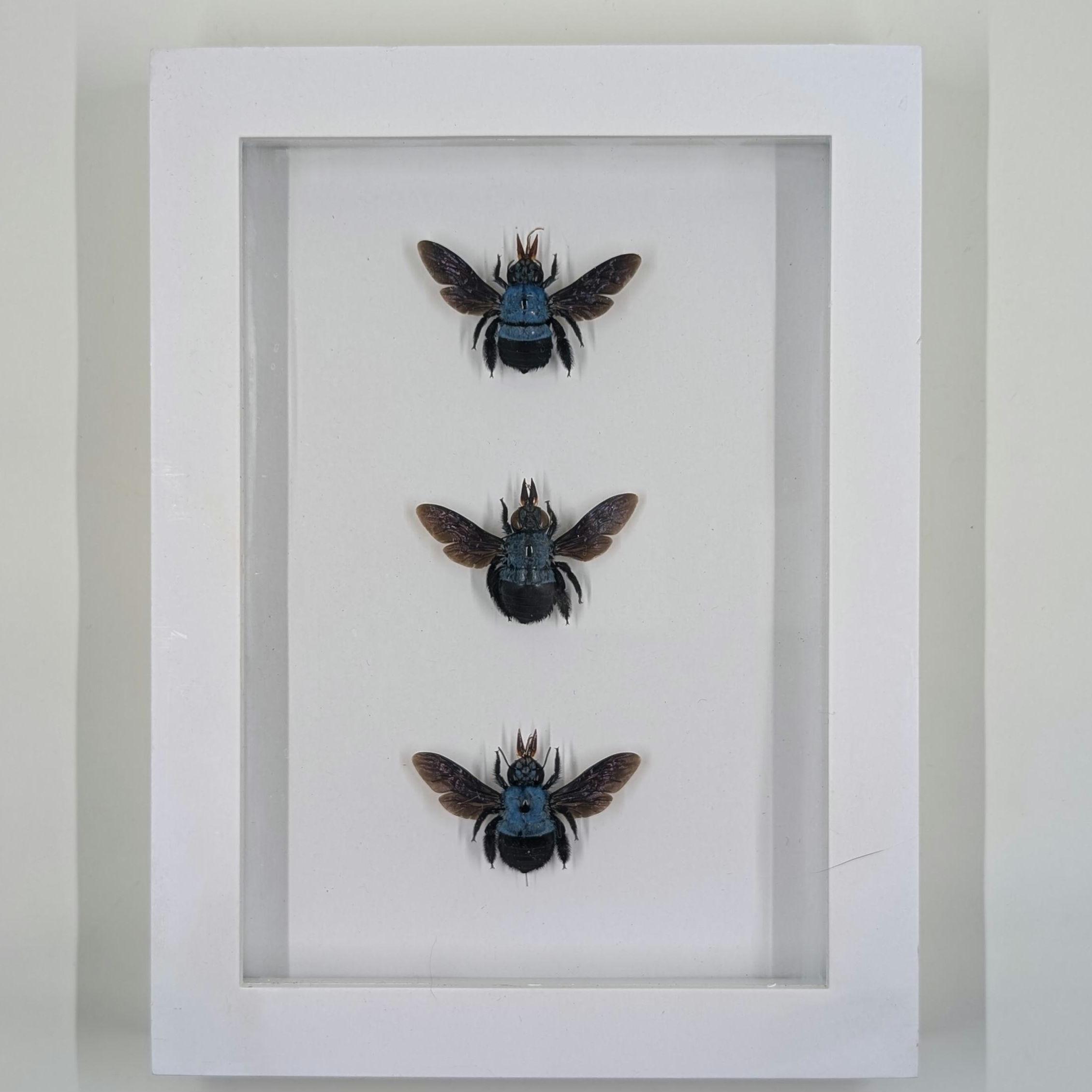 Blue Carpenter Bees Female Java REAL 6x8 - Etsy