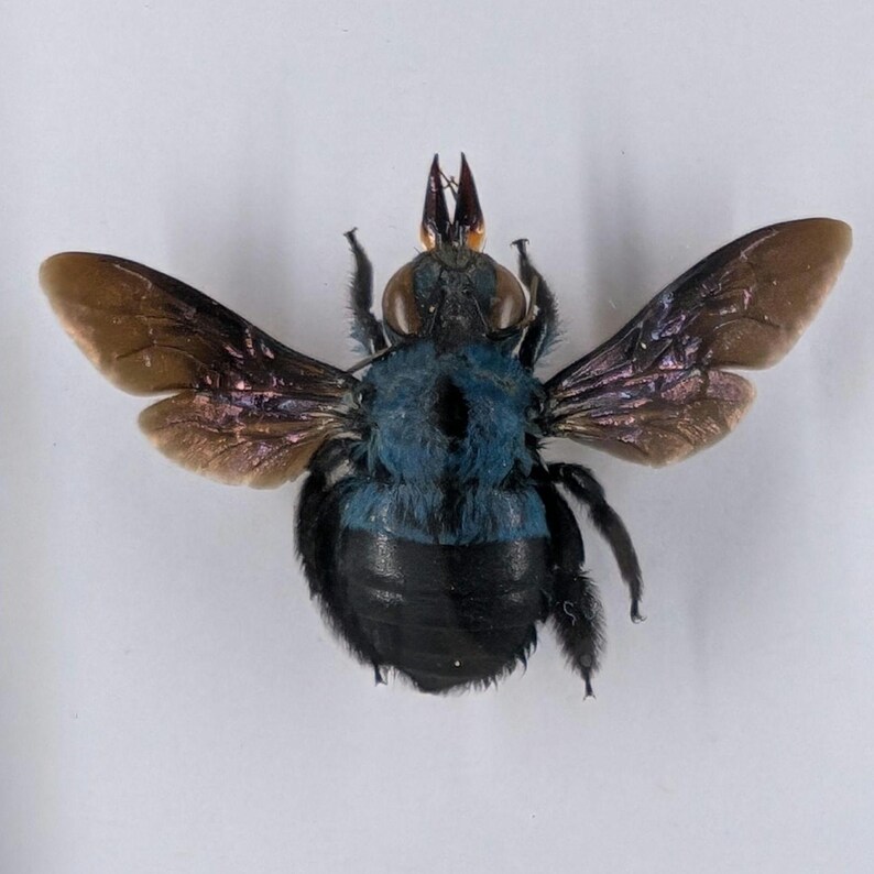 Blue Carpenter Bees Female Java REAL 6x8 - Etsy