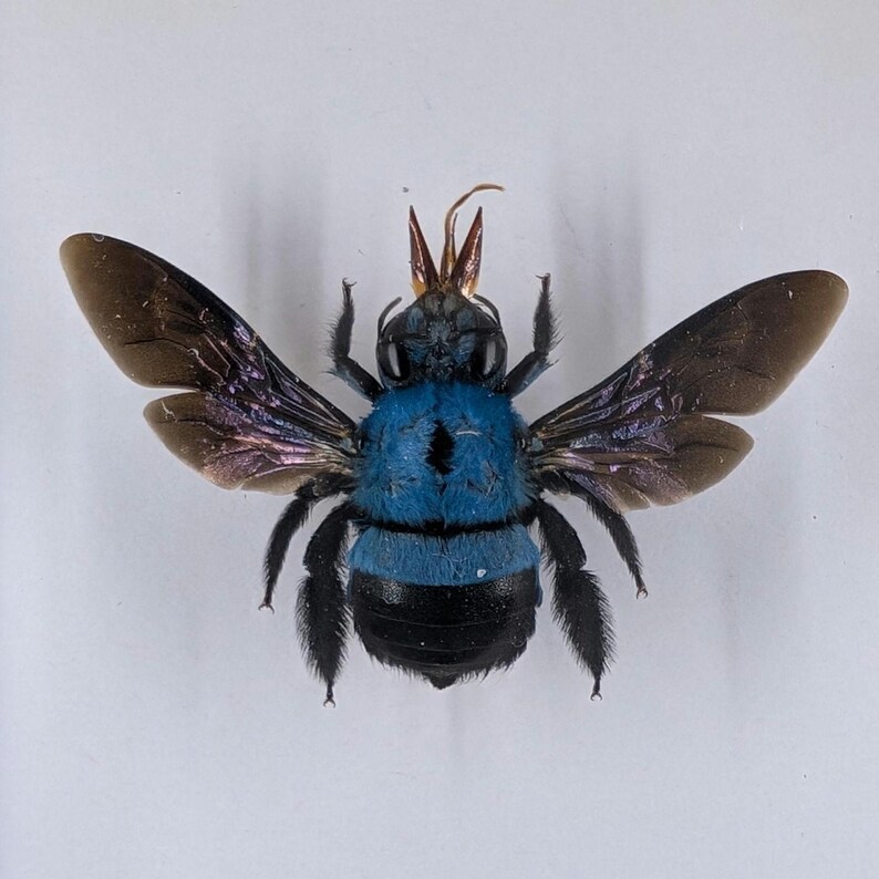 Blue Carpenter Bees Female Java REAL 6x8 - Etsy