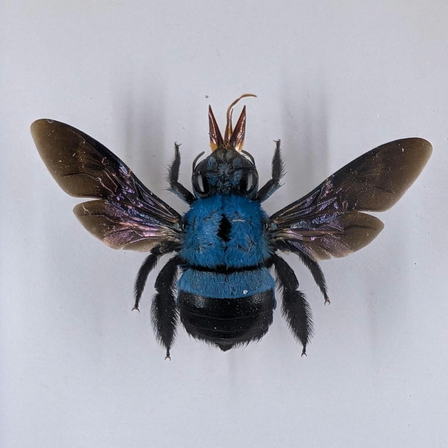Blue Carpenter Bees Female Java REAL 6x8 - Etsy