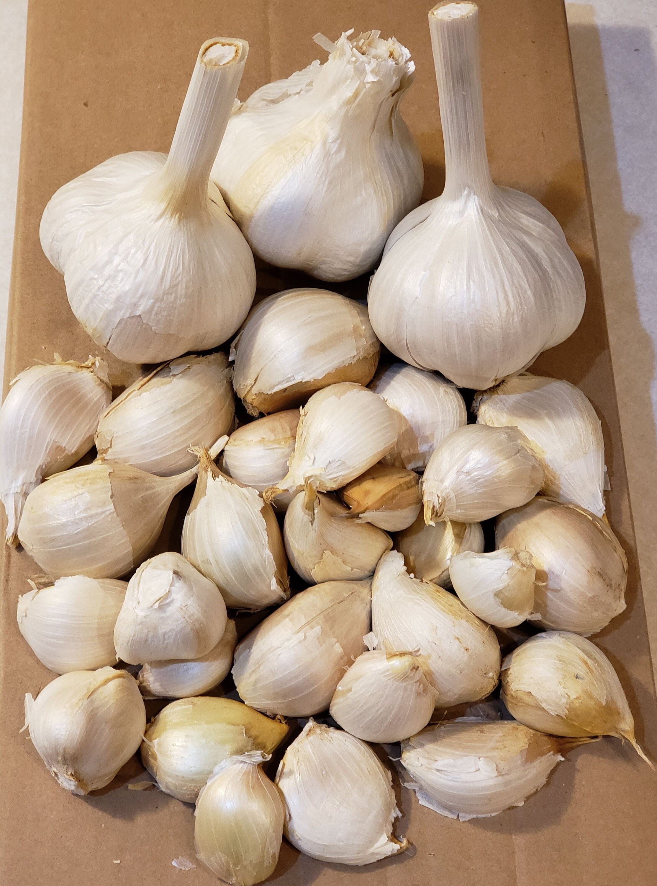 Elephant Garlic Cloves 1lb - 2024 Crop - Etsy