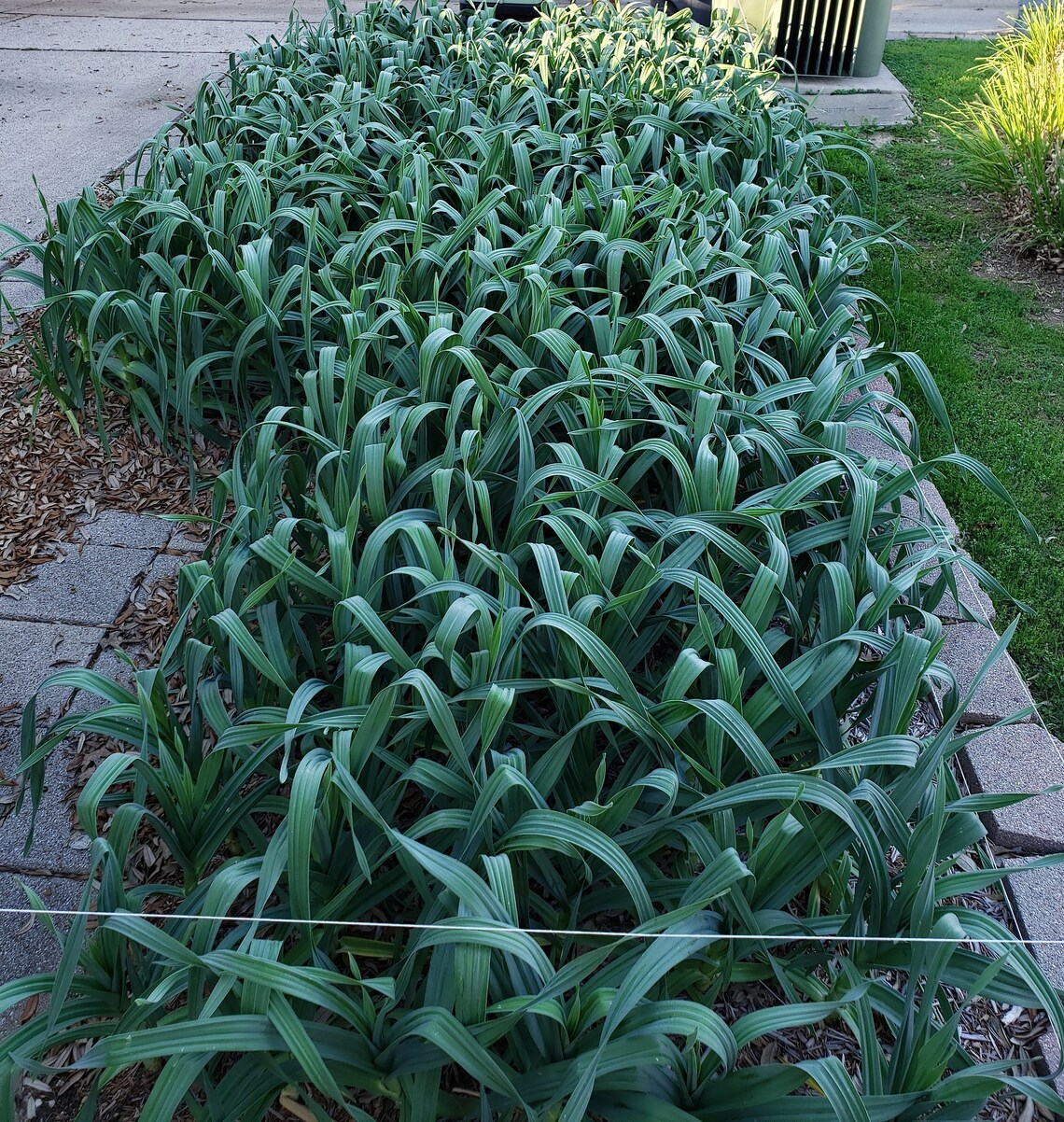 Elephant Garlic Cloves 1lb - 2024 Crop - Etsy