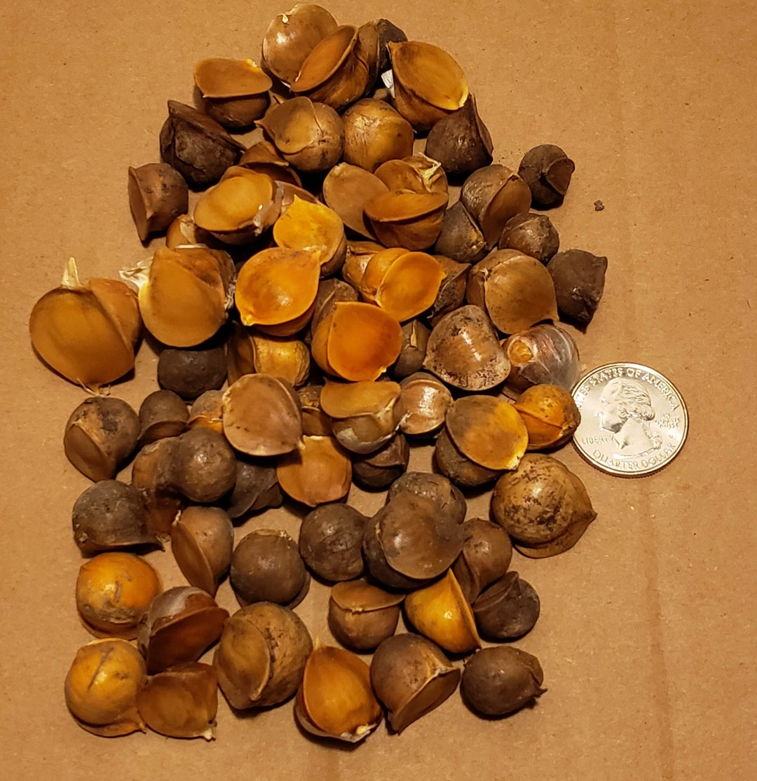 Elephant Garlic CORMS 100 2024 Crop - Etsy