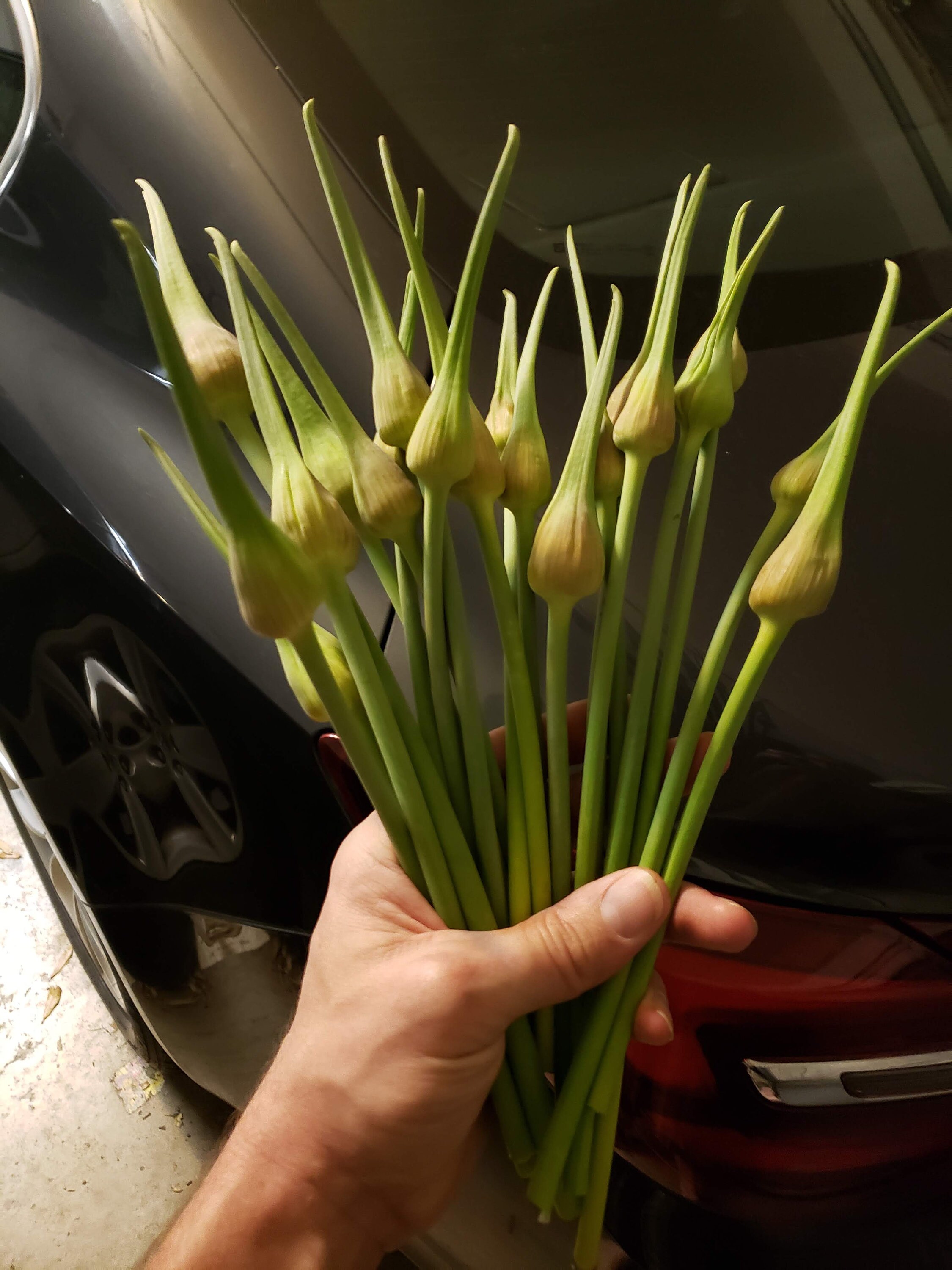 Elephant Garlic Cloves 1lb - 2024 Crop - Etsy