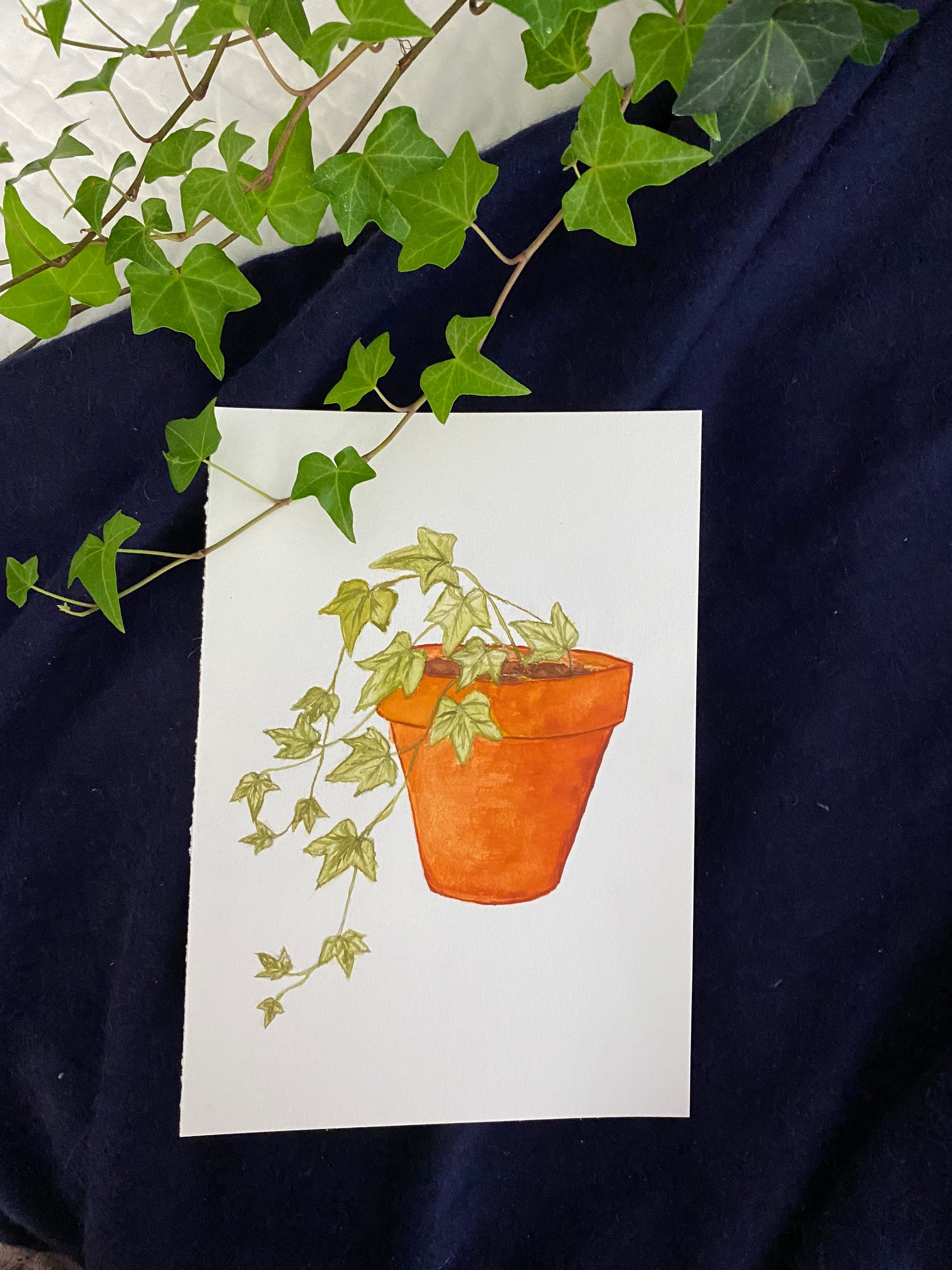 English Ivy Drawings