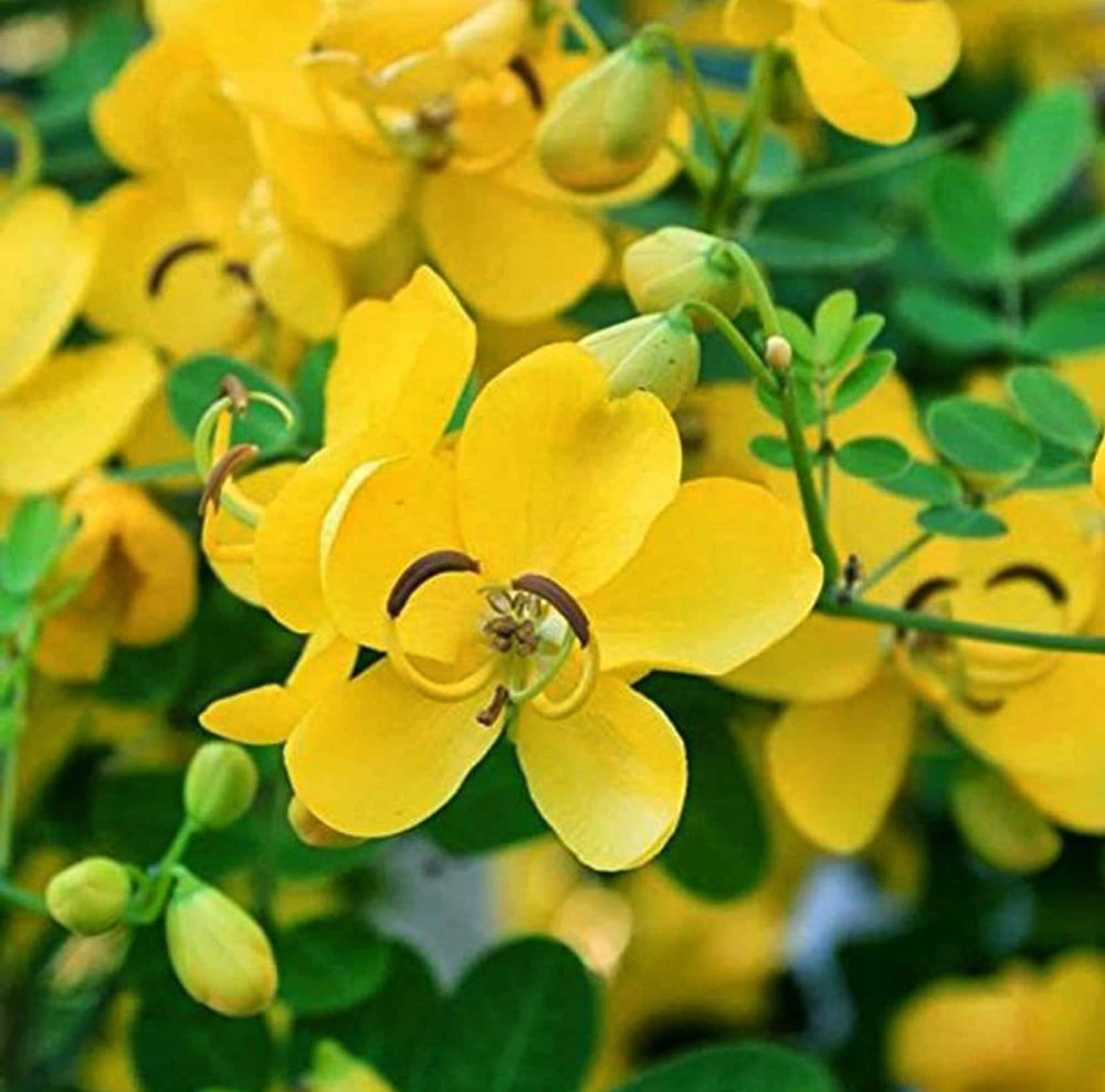 400 Grams Cassia Auriculata Flower Dried Ranawara Flowers - Etsy UK