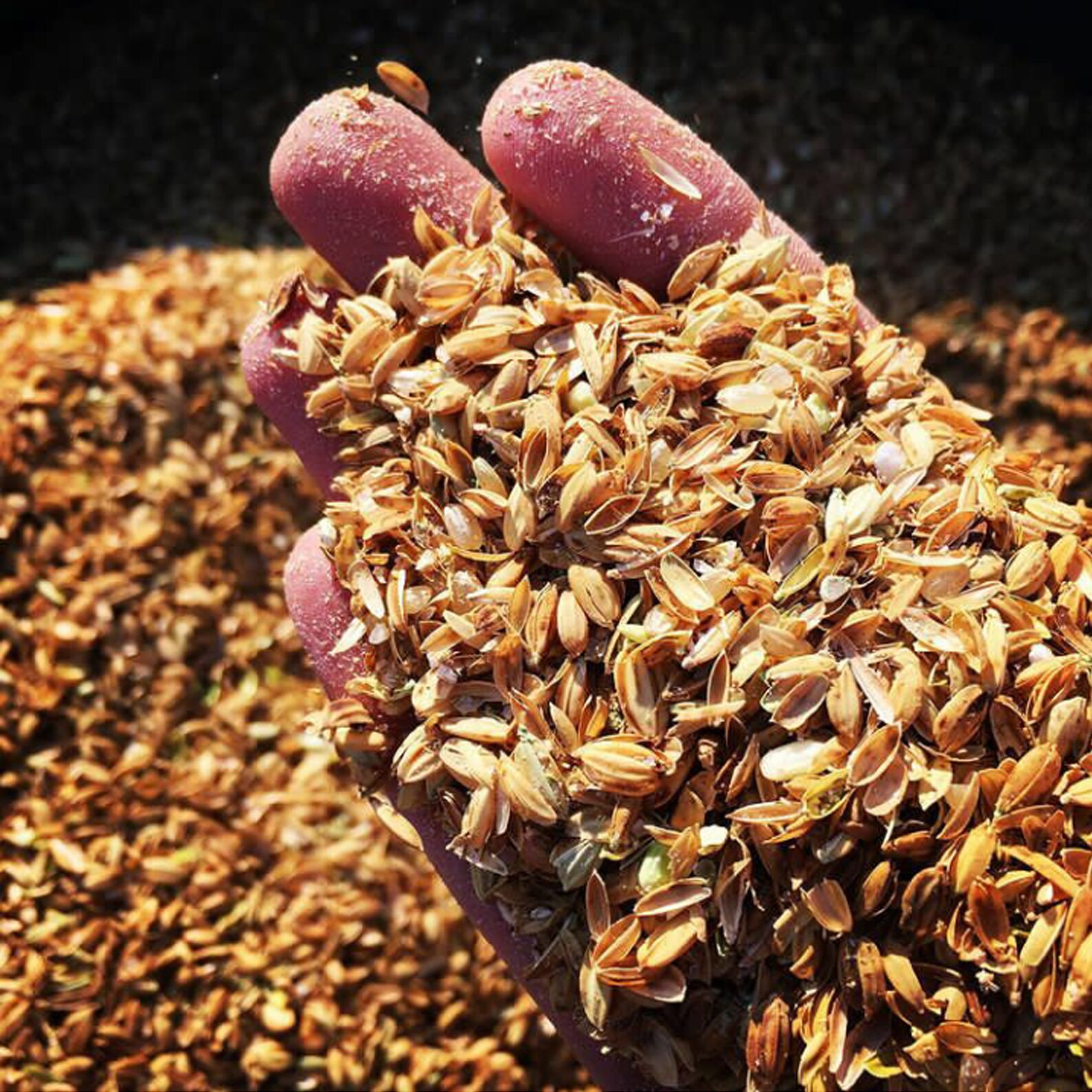 400 grams Rice Hulls For Planting Rice Husks Buckwheat Husk | Etsy