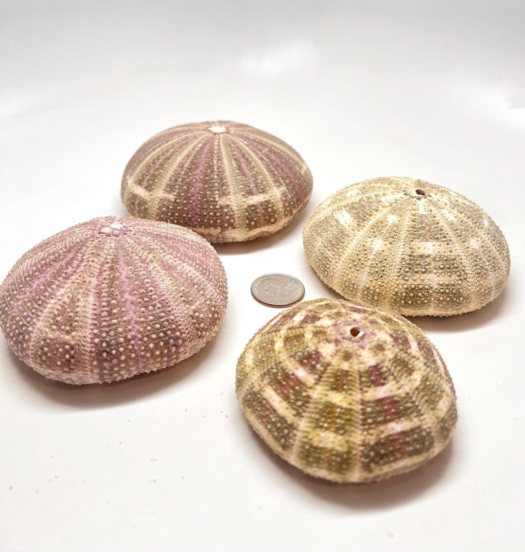 Sea Urchin SINGLE Shell 2" - 5" - Shells - Seashells - Bulk - Wholesale ...