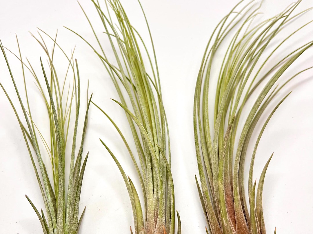 Juncea Caput Tillandsia Airplant - Live Plant - Houseplants - Live Home ...
