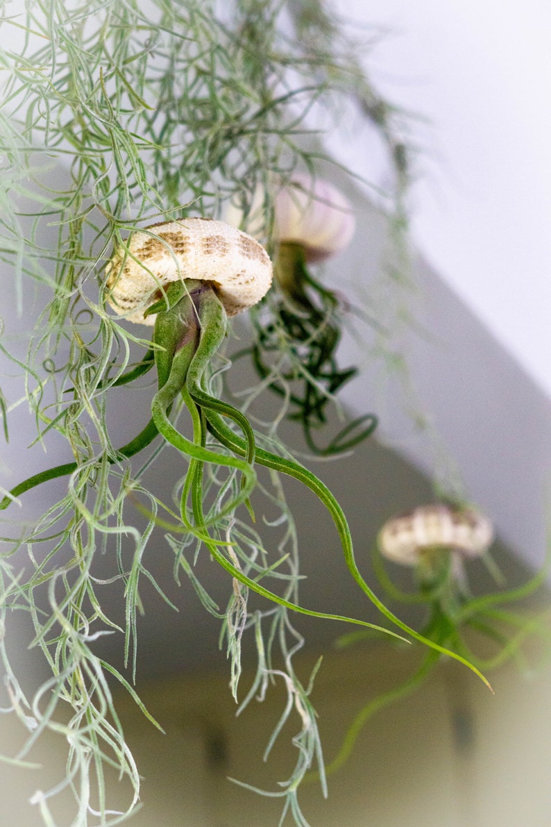 Air Plant Octopus Alfanso Sea Urchin Shells Jellyfish - Etsy