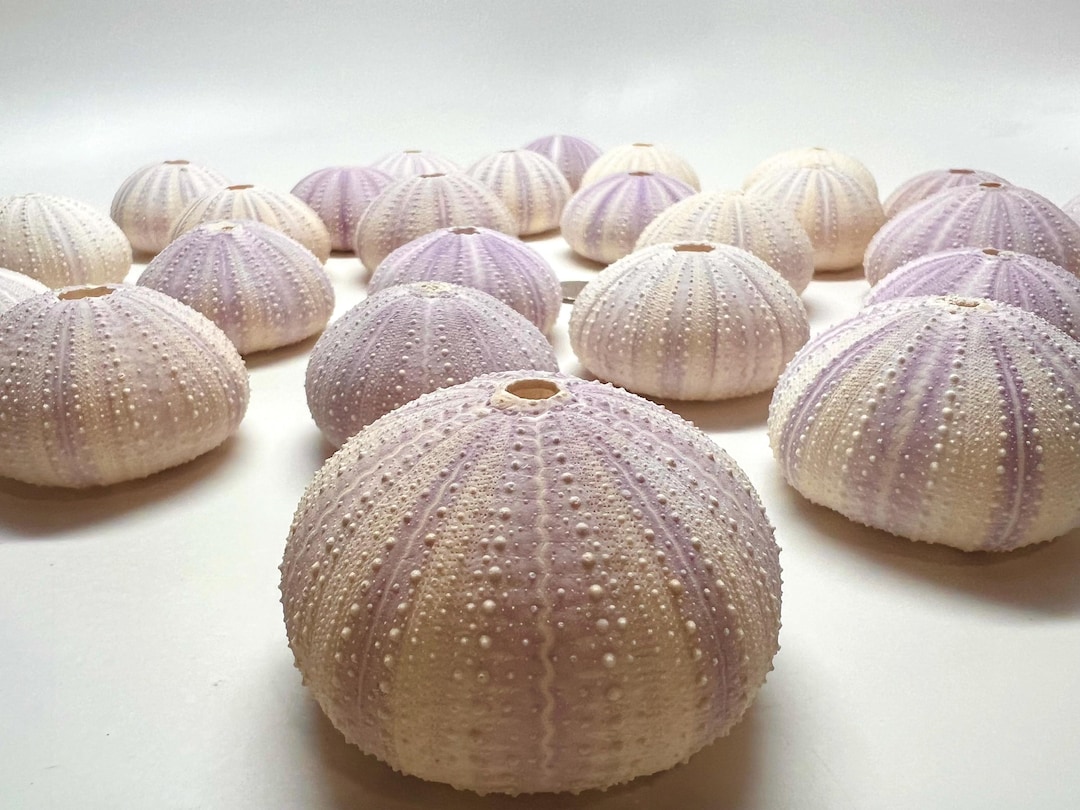 Sea Urchin SINGLE Lavender/purple/white - 1" - 3" - Shells - Seashells ...