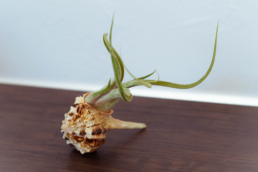 Air Plant Sea Snail - Shell - Tillandsia - Gift - Live Home Decor - Etsy