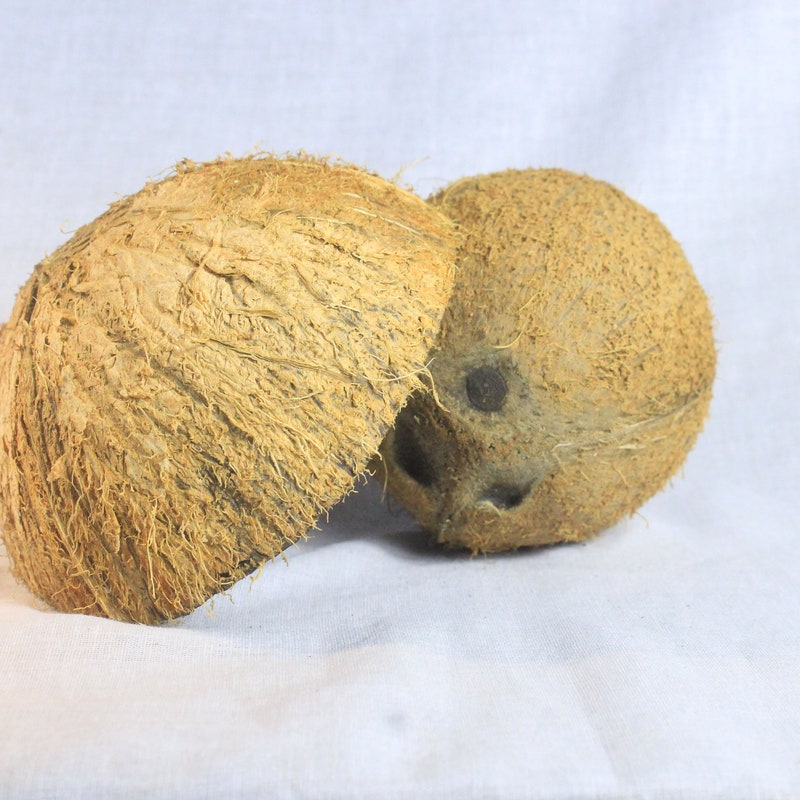Coconut Shell - Etsy