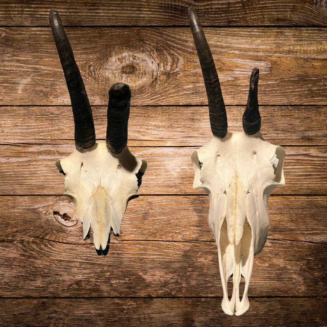 Rare Chamois Trophies With Abnormal Horns | Alpine Taxidermy | Rustic ...