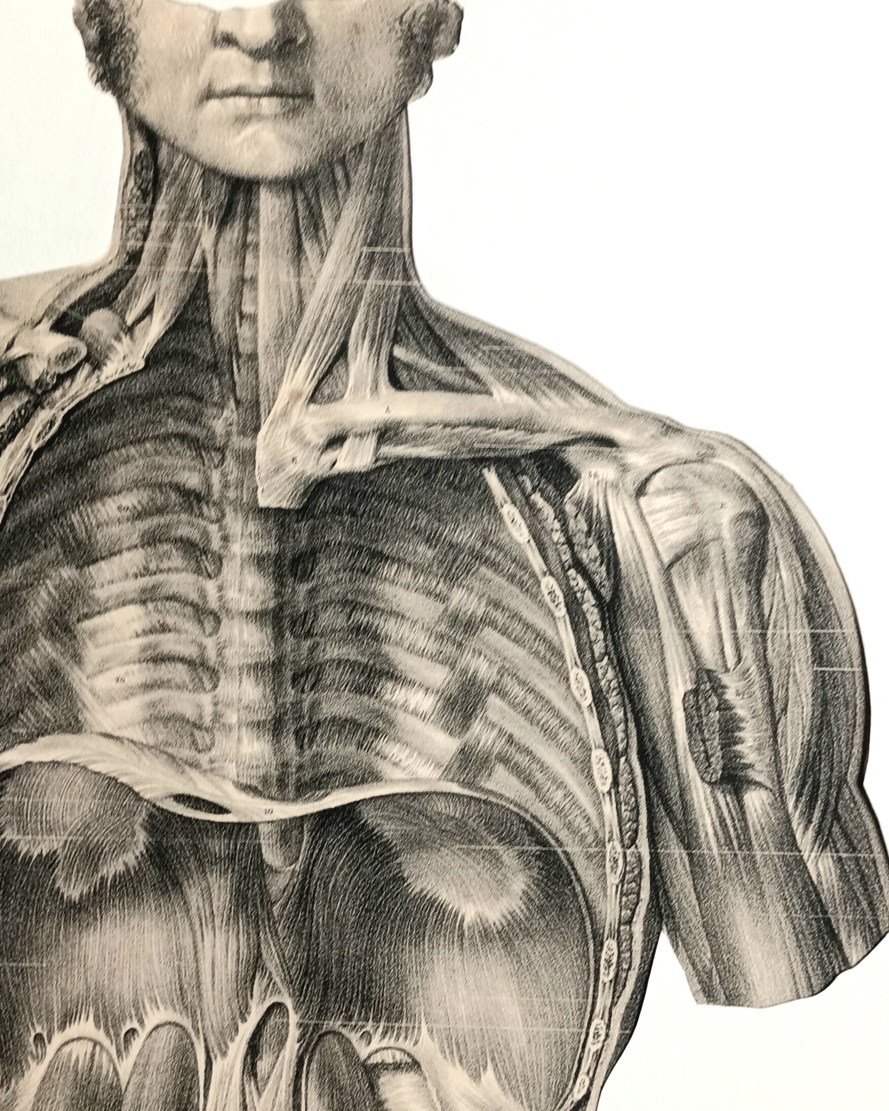 Composition anatomique Écorché masculin Coupe verticale du - Etsy México