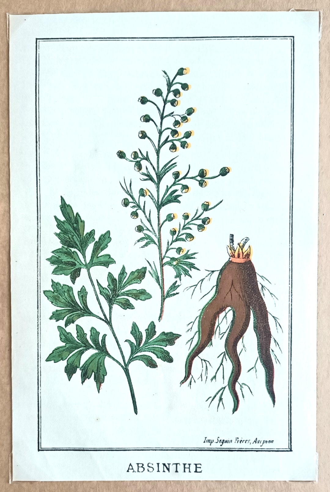 Absinthe Alcohol, Green Fairy Plant, Root, Leaf, Flower Original Color ...