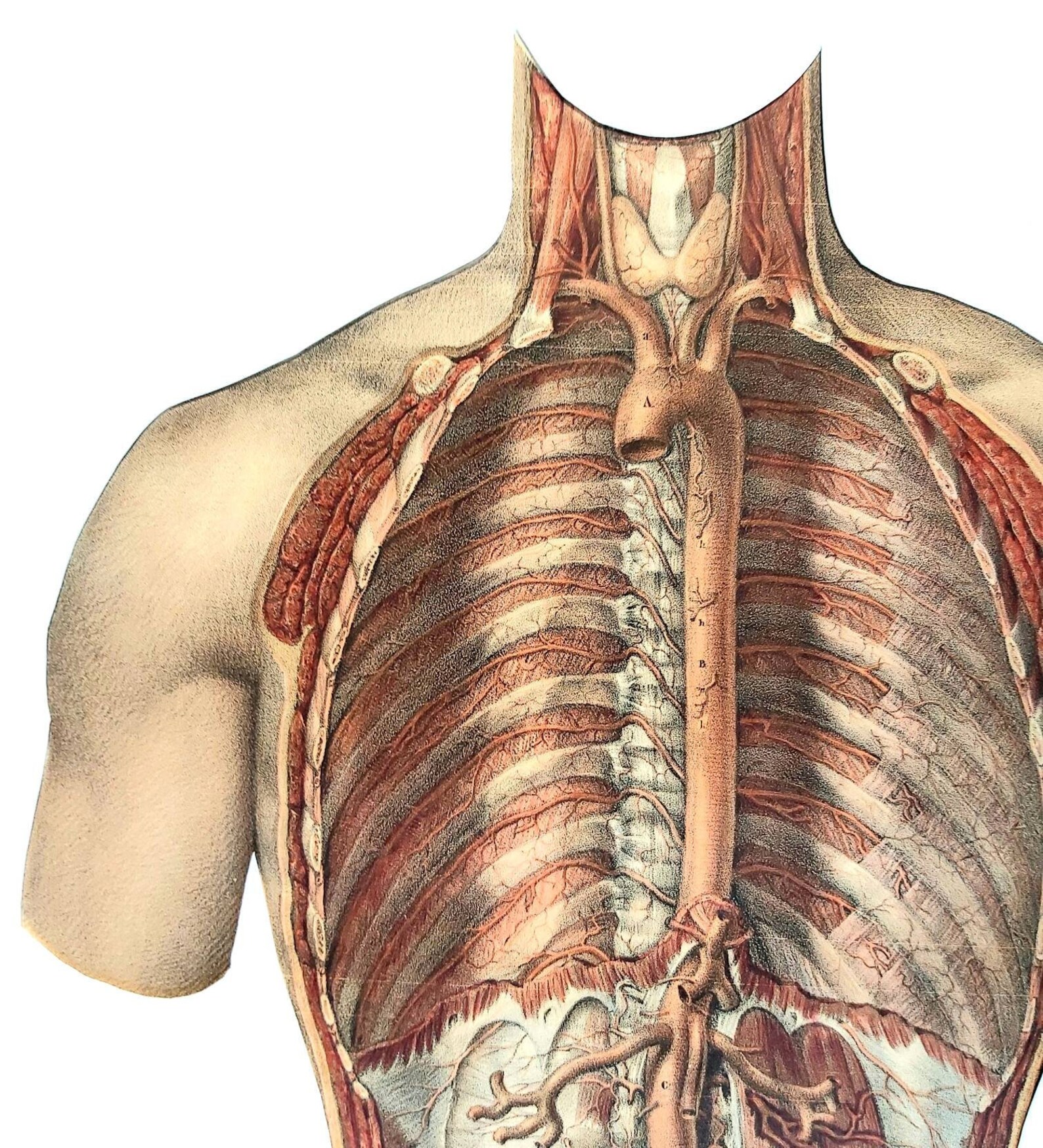 Original Anatomical Composition Skinned Male Trunk | Etsy