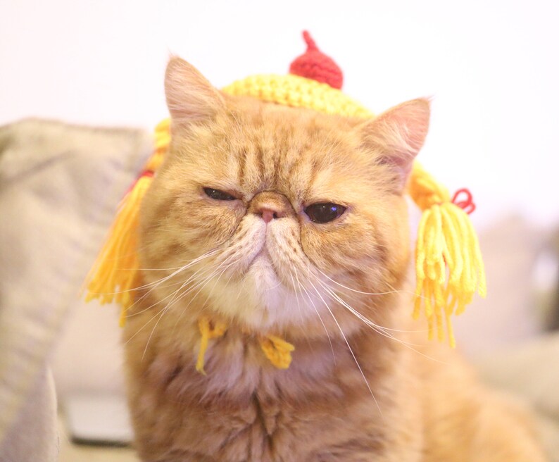 Cat Wig With Braids Cat Hat Pet Wigs With Beret Hat Pet Funny - Etsy