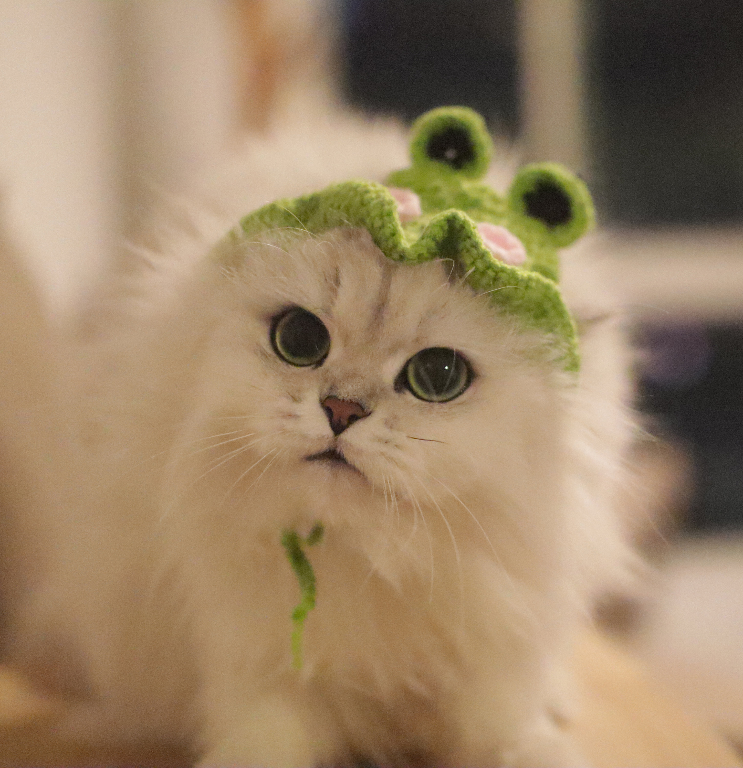 Cats With Frog Hats