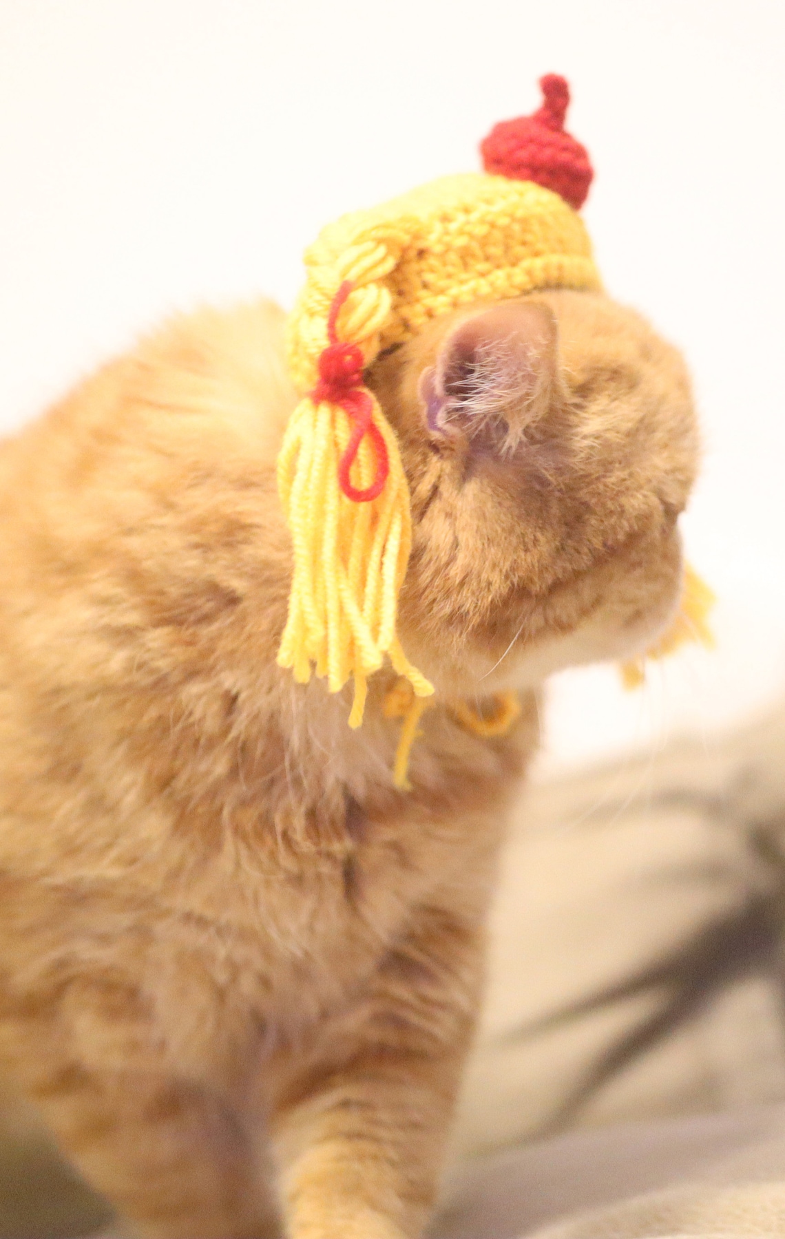 Cat Wig With Braids Cat Hat Pet Wigs With Beret Hat Pet Funny - Etsy