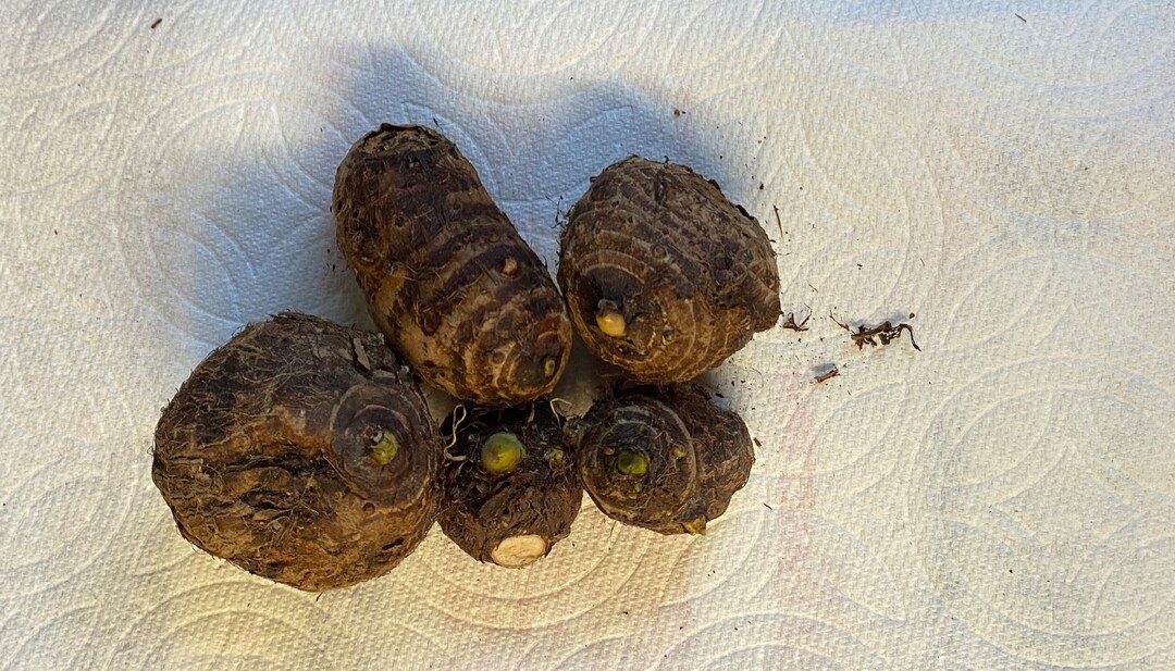 5 Edible Taro Roots for Planting 芋仔 - Etsy New Zealand